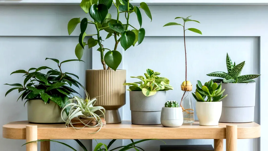 Planta pe care trebuie să o ai în casă în ianuarie. Vei avea noroc tot ...